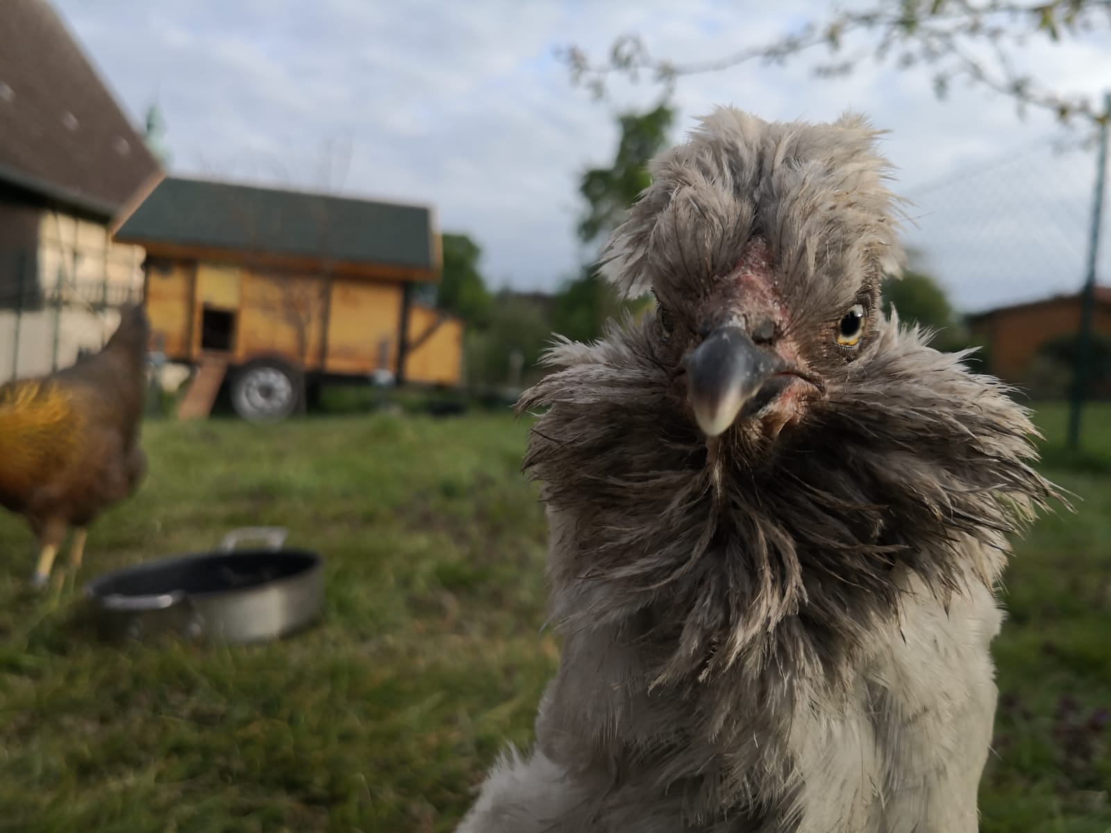 WIR SIND e.V... - Verein für Geflügelzucht Osterode u. U. von 1890